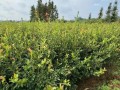 高产油茶苗哪里买_高产油茶苗种植技术