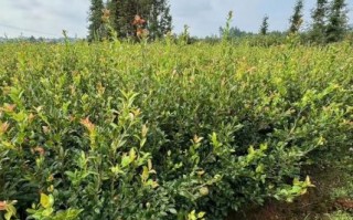 高产油茶苗哪里买_高产油茶苗种植技术