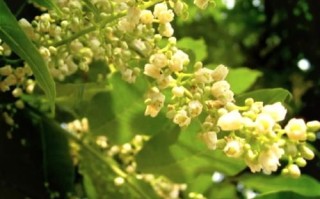 香椿树开花预示着什么_香椿树开花风水寓意