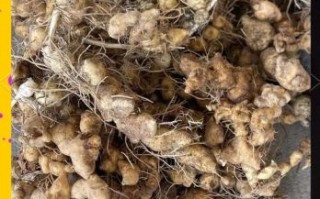 黄精长什么样_黄精图片怎么辨别真假