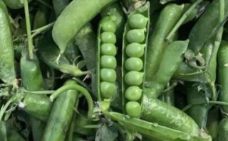 白豌豆和青豌豆哪个好_营养价值对比