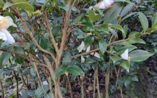 油茶苗怎么种_油茶苗种植时间和方法