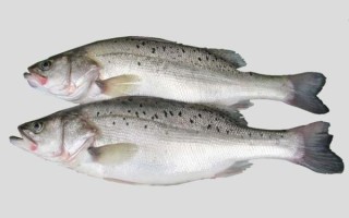 鲈鱼有几种_常见鲈鱼品种大全