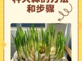 蒜苗怎么种_蒜苗种植方法视频