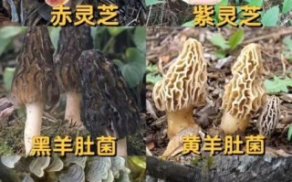 哪些野生菌可以吃_如何辨别可食用野生菌