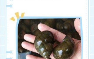 野生田螺怎么处理才能吃_野生田螺清洗去腥步骤