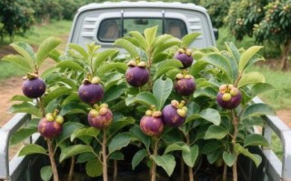 泰国山竹树长什么样_泰国山竹树图片哪里找