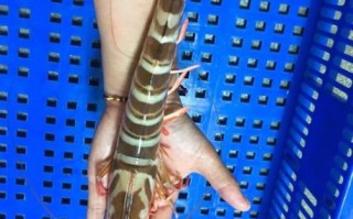 对虾图片高清_如何挑选高清对虾图片