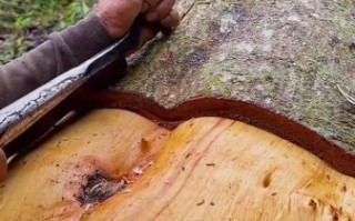 桂皮树能扒几次皮_桂皮树几年可以剥皮一次