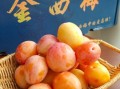 西梅什么时候成熟上市_西梅几月份吃最好