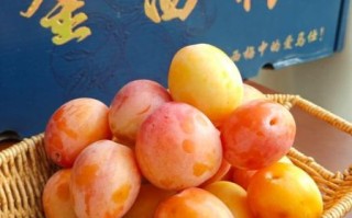 西梅什么时候成熟上市_西梅几月份吃最好