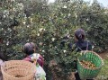 油茶种植条件_油茶几年能结果