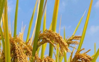 稻谷图片怎么拍_稻谷图片高清拍摄技巧