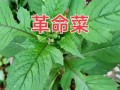 野生茼蒿能吃吗_野生茼蒿和家种区别