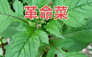 野生茼蒿能吃吗_野生茼蒿和家种区别