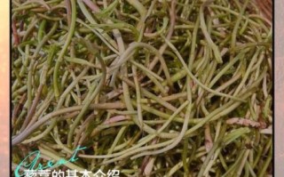 藜蒿怎么读_藜蒿是什么植物