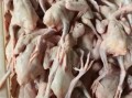 乳鸽价格多少钱一只_乳鸽批发价与零售价差距多大