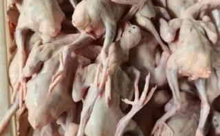 乳鸽价格多少钱一只_乳鸽批发价与零售价差距多大