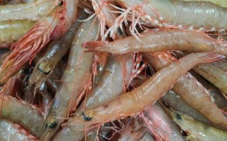 麻虾是海虾还是河虾_麻虾产地与分类真相