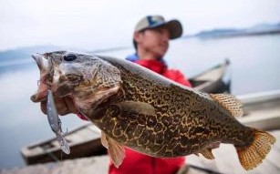 鳜怎么读_渔歌子中的鳜鱼读音