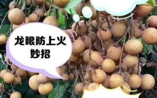 鲜龙眼上火吗_鲜龙眼一天吃多少合适
