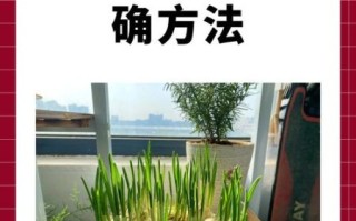 小学生种大蒜步骤图解_怎么在家水培大蒜