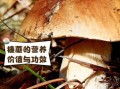 鲜榛蘑怎么保存_鲜榛蘑图片长什么样