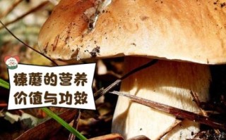 鲜榛蘑怎么保存_鲜榛蘑图片长什么样