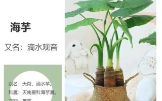 海芋头有毒吗_海芋头室内养护方法