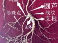 真正野生人参图片_如何辨别真假