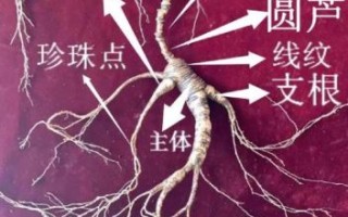 真正野生人参图片_如何辨别真假