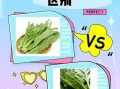 油麦菜是莴笋叶吗_油麦菜和莴笋叶的区别