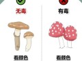 松树林里有哪些可食用蘑菇_如何分辨毒蘑菇