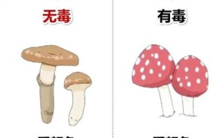 松树林里有哪些可食用蘑菇_如何分辨毒蘑菇