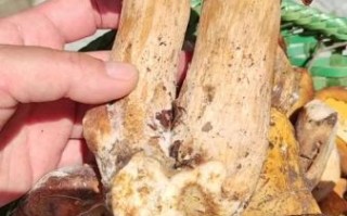 大腿蘑菇图片_有毒吗