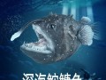 鮟鱇鱼和灯笼鱼是一种吗_区别与联系