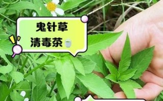 鬼针草的功效与作用及禁忌_鬼针草可以长期泡水喝吗