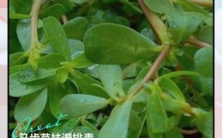 马齿苋的功效与作用_马齿苋的副作用有哪些