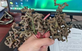 鸡爪梨泡酒的方法步骤_鸡爪梨泡酒比例是多少