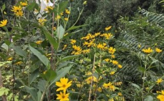 洋姜花可以吃吗_洋姜花怎么吃