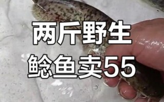 鲶鱼价格一斤多少钱_2024最新行情