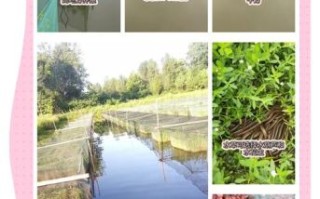 网箱养殖黄鳝技术_如何提高成活率