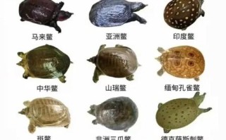 甲鱼品种图片识别_如何分辨中华鳖与山瑞鳖