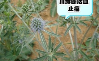 续断的功效与作用_续断怎么吃效果最好