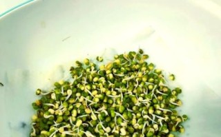 青豆发芽了还能吃吗_青豆发芽有毒吗