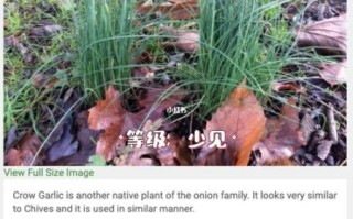 野葱和野韭菜的区别_如何一眼分辨