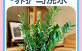 金钱树怎么养才能更旺盛_金钱树多久浇一次水