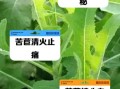 苦菊菜吃了有什么功效_苦菊菜怎么吃最营养