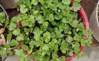 金钱草图片_肾结石可以喝金钱草吗