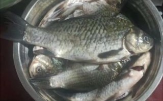 鲫鱼怎么炖出白汤_鲫鱼汤为什么不白